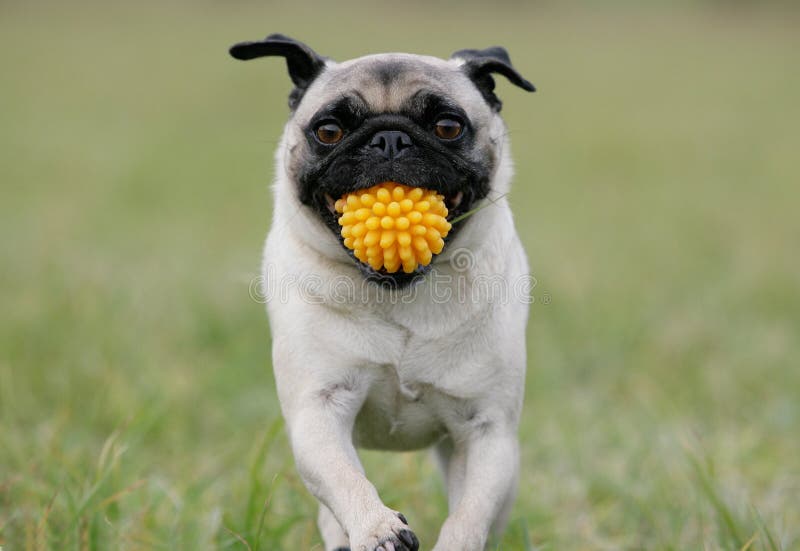 Pug with yellow ball stock photo. Image of happy, fauna - 12848018