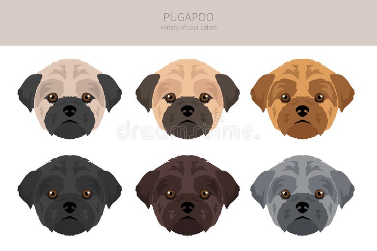 Pugapoo Clipart. Pug Poodle Mix Stock Vector - Illustration of adult ...