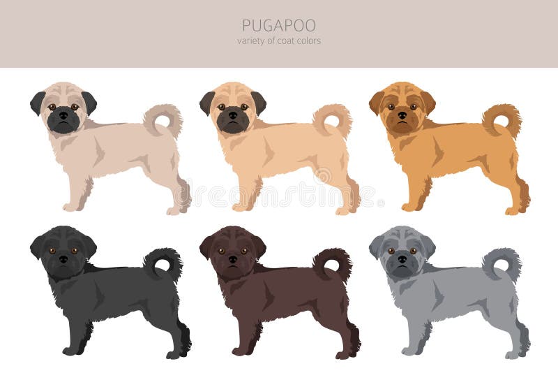 Pugapoo Clipart. Pug Poodle Mix Stock Vector - Illustration of black ...