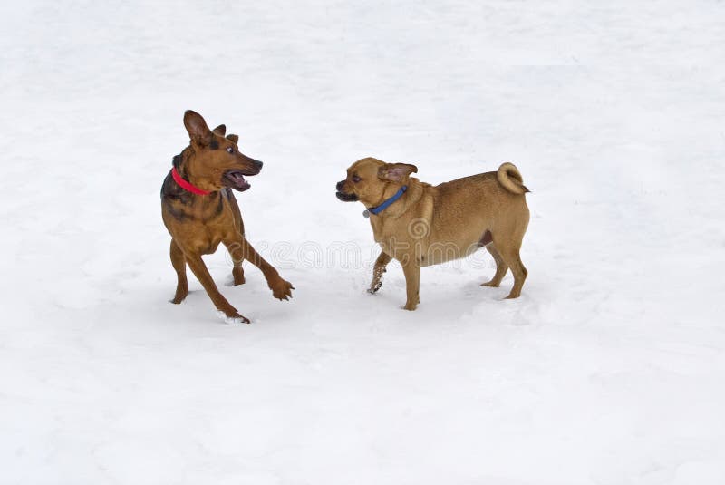 Puggle and Boxer Mix Play Fight Stock Photo - Image of playing, yellow ...