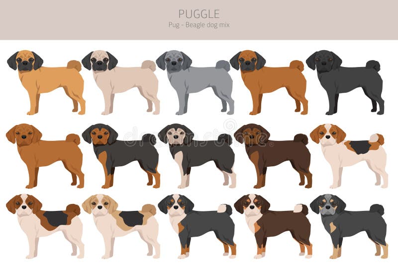 Puggle Clipart. Pug Beagle Mix Stock Vector - Illustration of ...