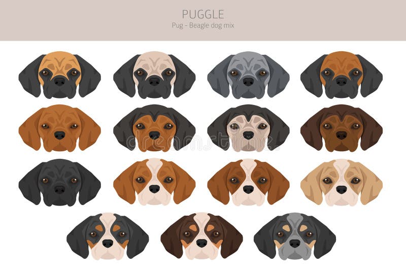 Puggle Clipart. Pug Beagle Mix Stock Vector - Illustration of vector ...