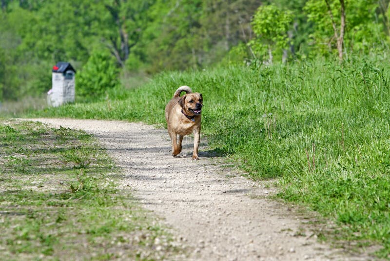 Puggle coming home stock photo. Image of smiling, playing - 22539264