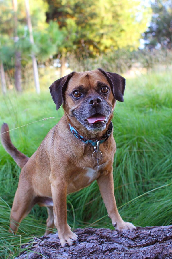 Puggle stock image. Image of snout, smile, mammal, beagle - 78528741