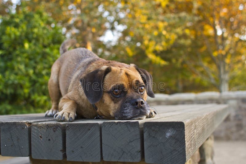 Puggle stock image. Image of puggle, autumn, outside - 78528789