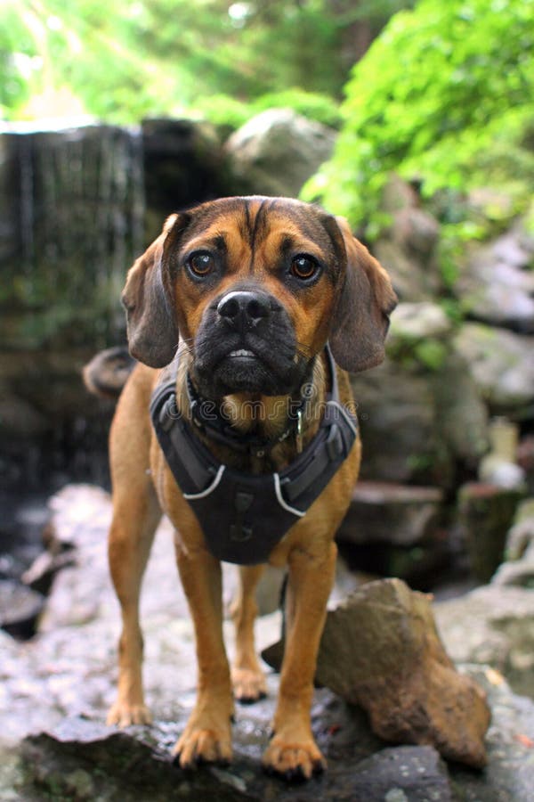 A Puggle Infront of a Waterfall Stock Image - Image of terrier, puggle ...
