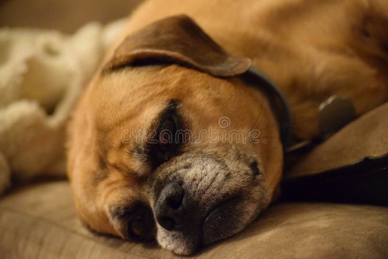 Puggle Laying Down Sleeping Stock Image - Image of sleeping, puggle: 167205553
