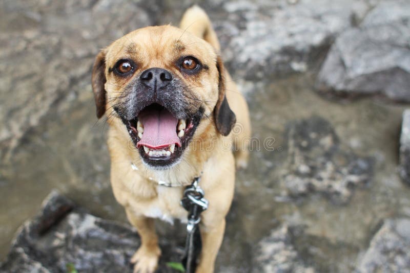 Puggle at the waterfall stock image. Image of summer - 120446741