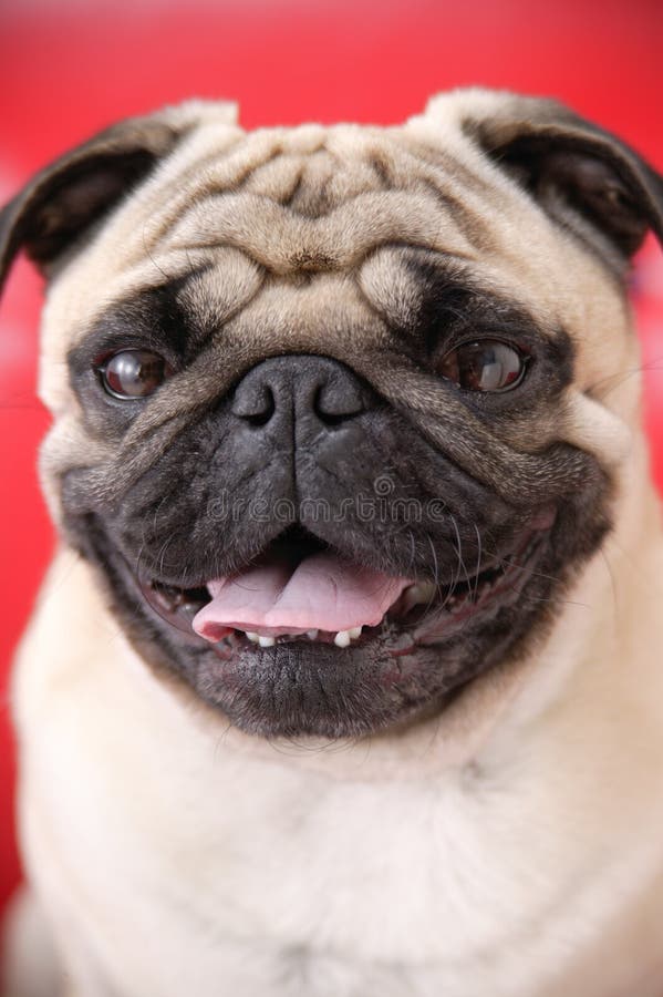 Puggy dog closeup stock image. Image of very, nice, face - 3739951