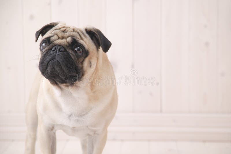Puggy dog face stock photo. Image of puggy, inside, wall - 3740072