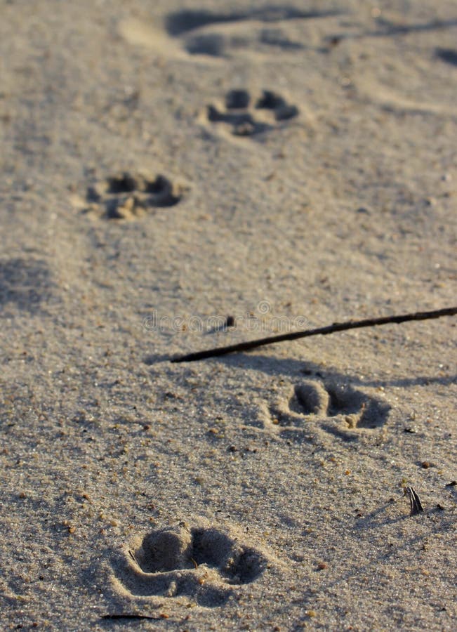 Pugmarks of an Dog in the Beach Sand. Stock Photo - Image of foot ...