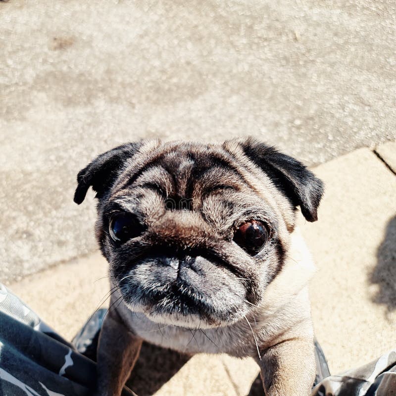 I love pugs with funny dog stock image. Image of funny - 54431459