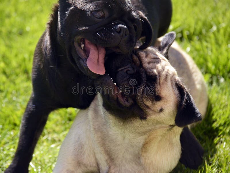 Noodle Nugget Pugs Stock Photos - Free & Royalty-Free Stock Photos from ...