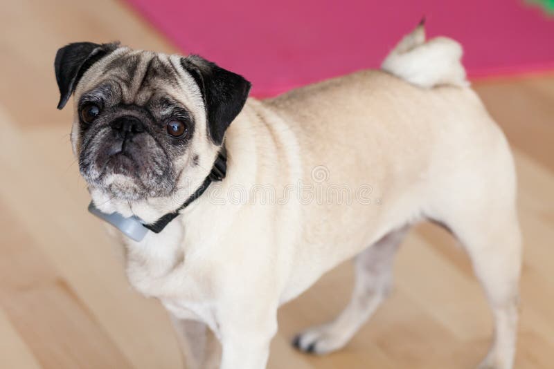 Pugs stock image. Image of peeking, lovely, friendship - 74343239