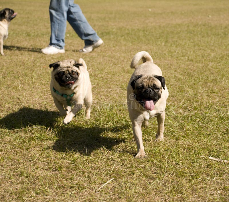 Pug Running at Dog Park stock photo. Image of grass, trees - 7280880