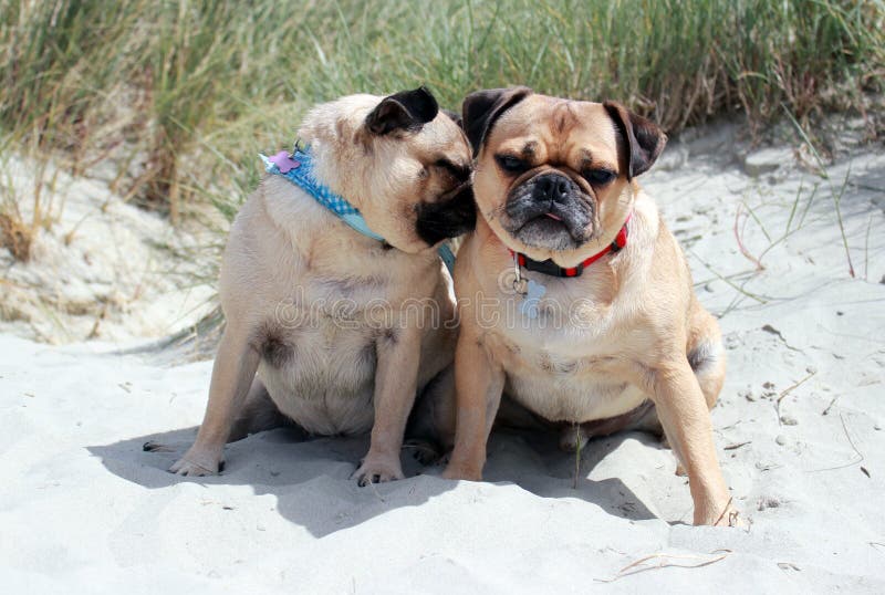 Pug Dog on a sandy beach stock photo. Image of beach - 40116832