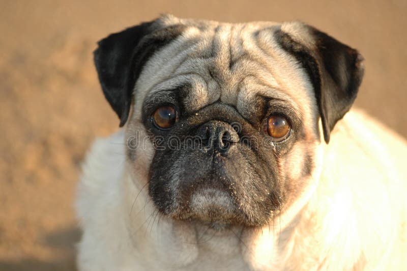 Pugsley photo stock. Image du chiot, crabot, plage, équipe - 153822