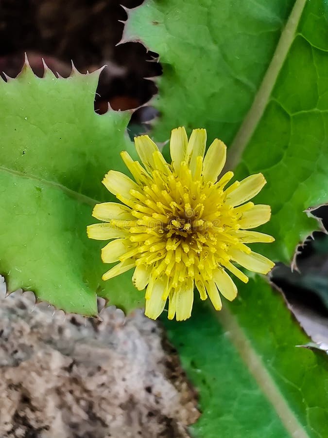 Rajasthwild Stock Photos - Free & Royalty-Free Stock Photos from Dreamstime