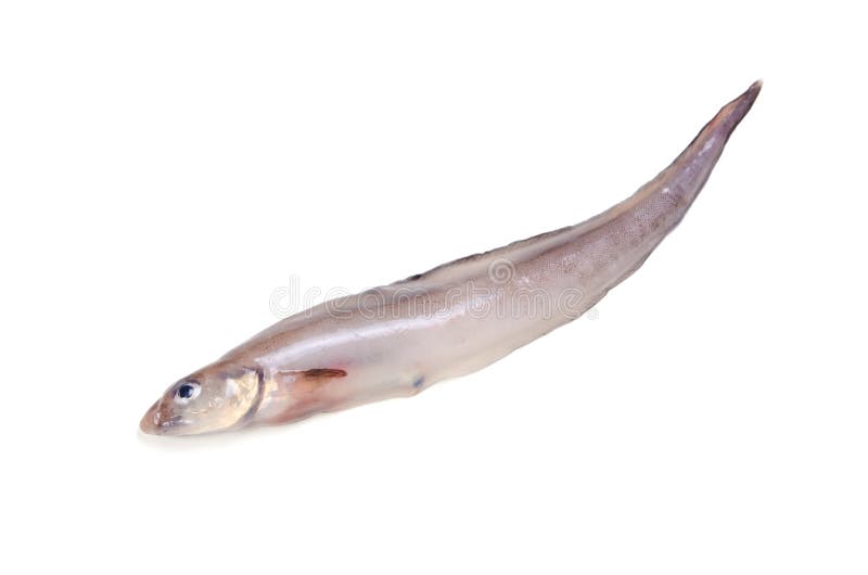 Puitaal stock foto. Image of grijs, wijd, organisch, diner - 24224324