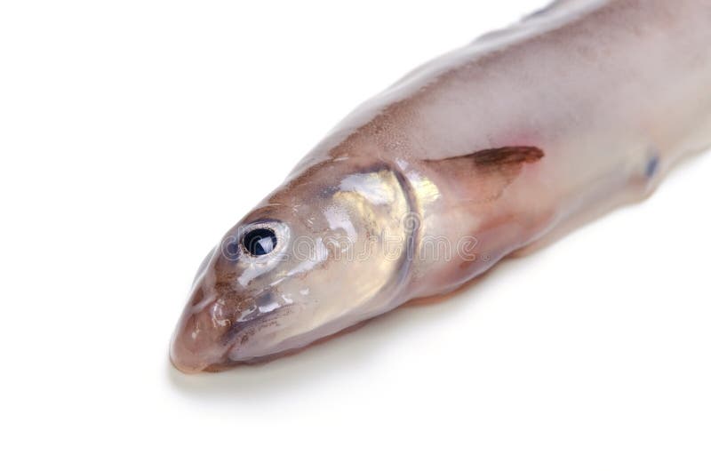 Puitaal stock foto. Image of grijs, wijd, organisch, diner - 24224324