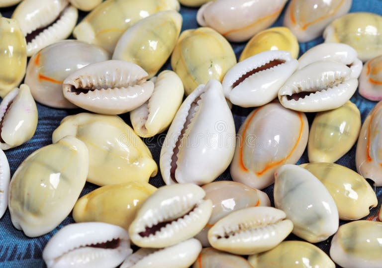 Puka Shells Stock Photos - Free & Royalty-Free Stock Photos from Dreamstime