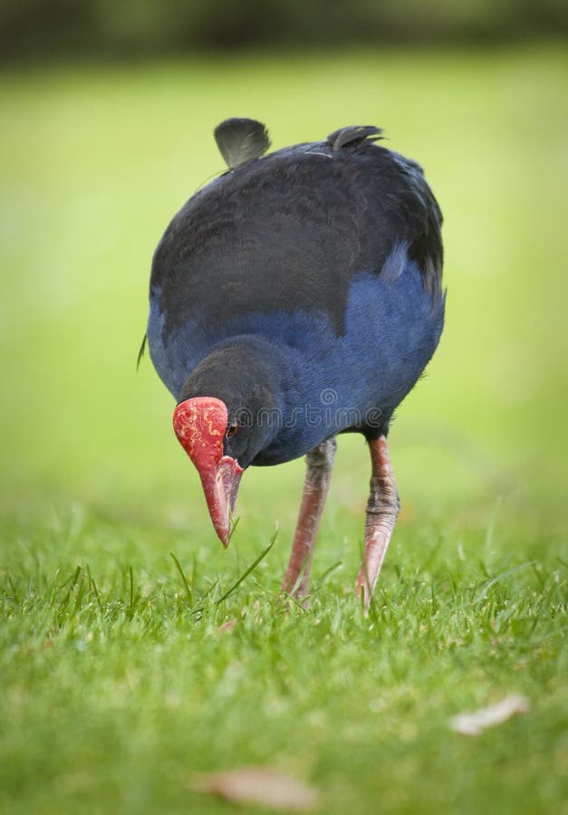 440 Pukeko Bird Stock Photos - Free & Royalty-Free Stock Photos from ...