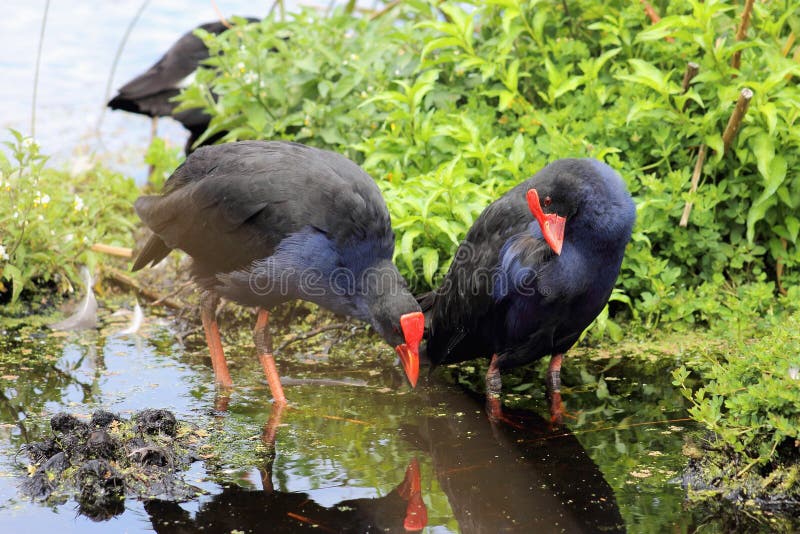 Pukeko - Australasian Swamphen Imagen de archivo - Imagen de zelandia ...