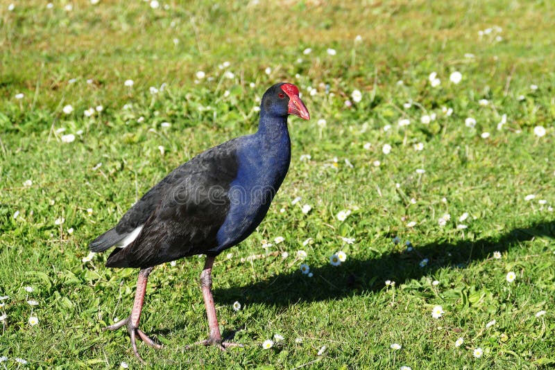 141 Australian Pukeko Stock Photos - Free & Royalty-Free Stock Photos ...