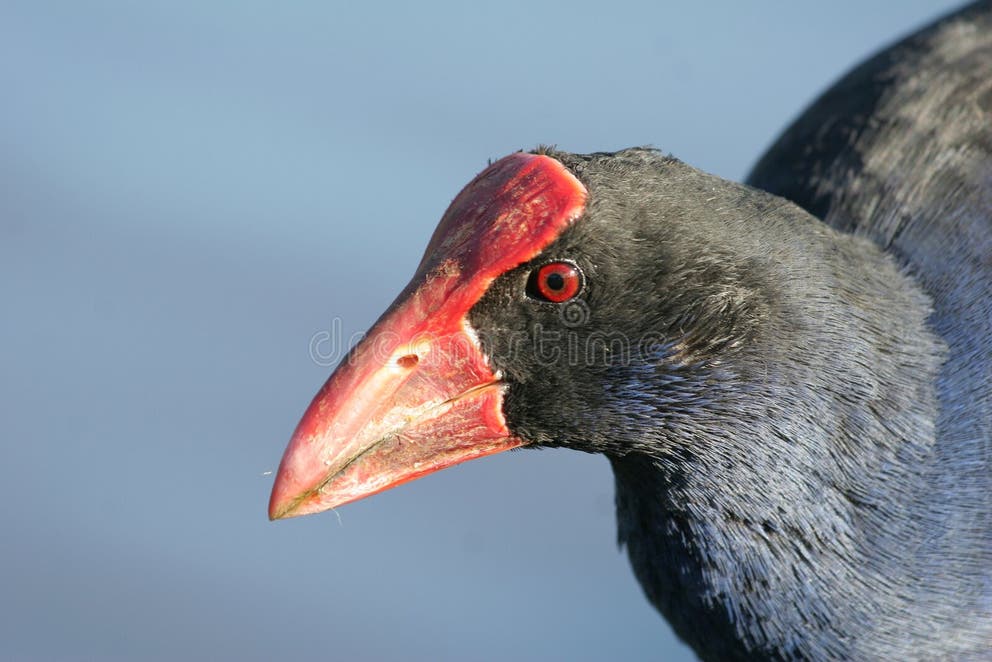 Pukeko bird stock photo. Image of profile, beak, river - 17509680