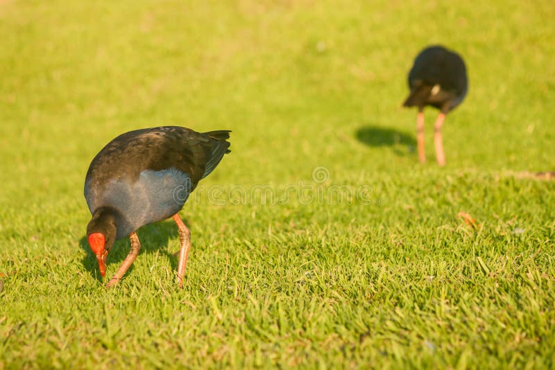 Pukeko Birds Searching for Food Stock Image - Image of native ...