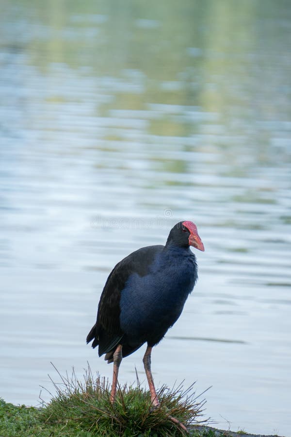 Pukeko beside Lake stock photo. Image of western, native - 97936086