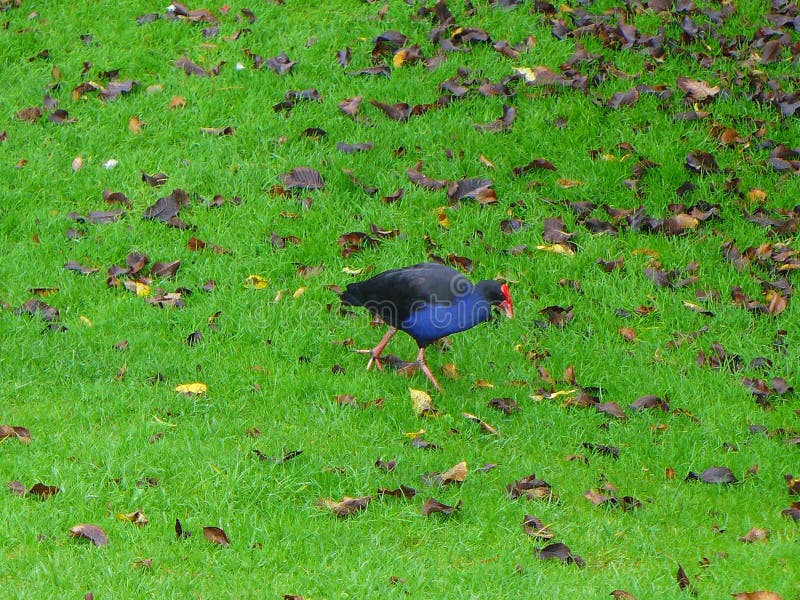 Pukeko in New Zealand stock image. Image of zealand - 104232601