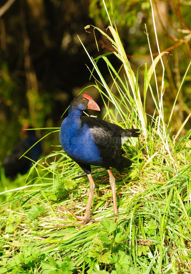 Pukeko stock photo. Image of bird, swamp, omnivore, blue - 30825910