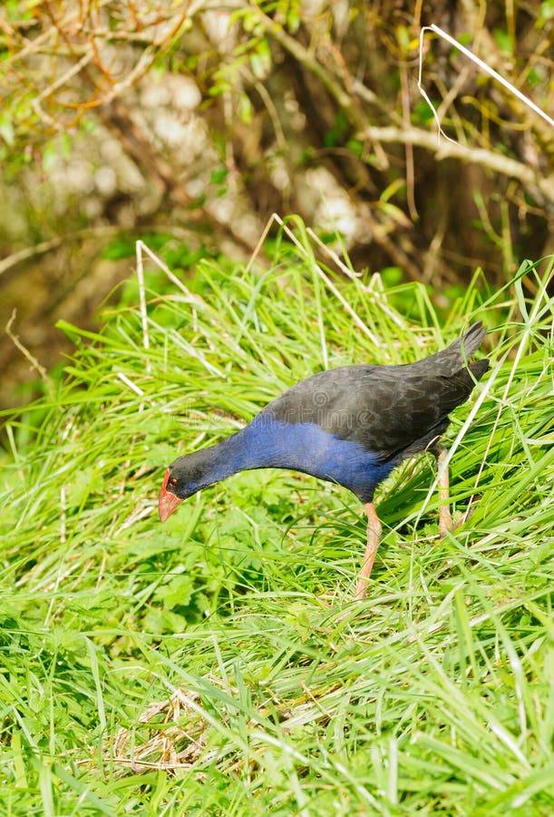 Pukeko stock image. Image of avian, vibrant, indigenous - 30825915
