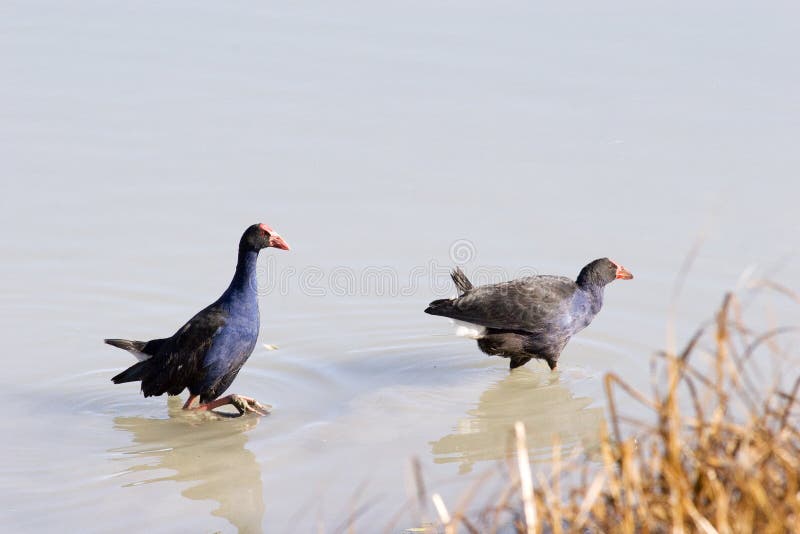 Pukeko pair stock image. Image of lake, haumoana, pair - 879135