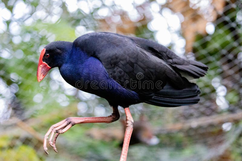 A Pukeko Walking by stock image. Image of omnivore, indigenous - 179581751