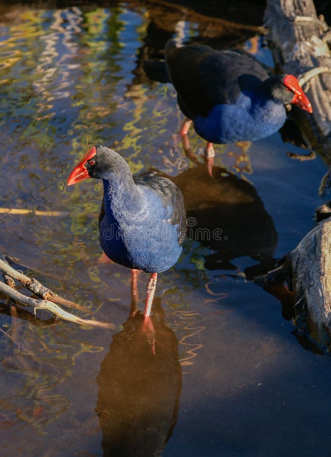 Pukeko in Water of Swamp Pukeko in Water of Swamp Stock Photo - Image ...