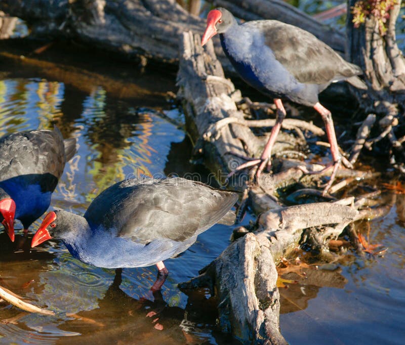 Pukeko in Water of Swamp Pukeko in Water of Swamp Stock Image - Image ...