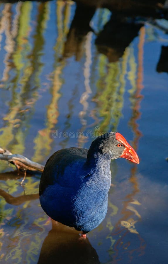 Pukeko in Water of Swamp Pukeko in Water of Swamp Stock Image - Image ...