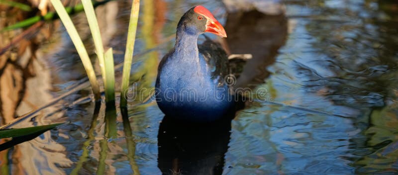 Pukeko in Water of Swamp Pukeko in Water of Swamp Stock Image - Image ...