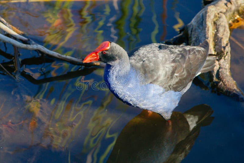 Pukeko in Water of Swamp Pukeko in Water of Swamp Stock Image - Image ...