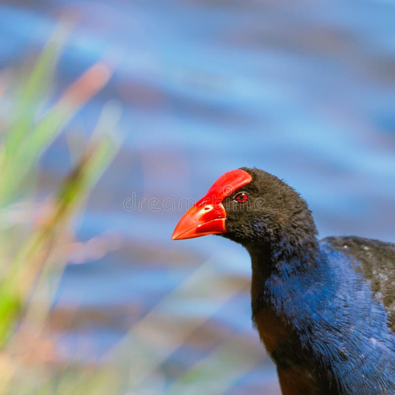 Pukiko Bord Stock Photos - Free & Royalty-Free Stock Photos from Dreamstime