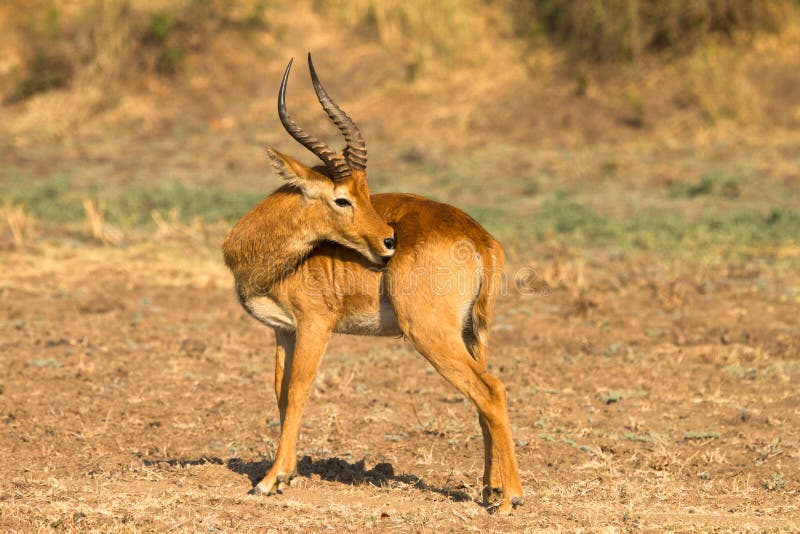 Puku stock image. Image of northeastern, grass, kruger - 18388333