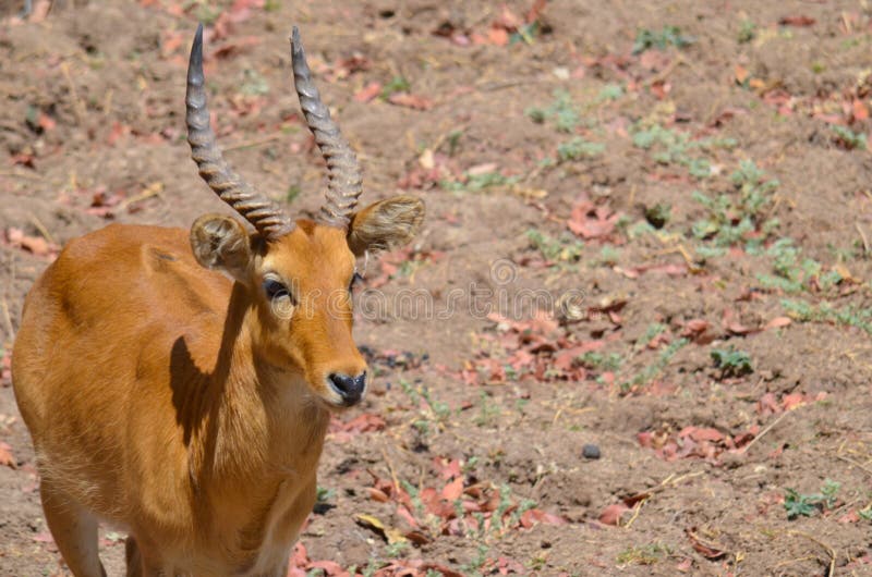 Puku portrait stock photo. Image of puku, endangered - 59970556
