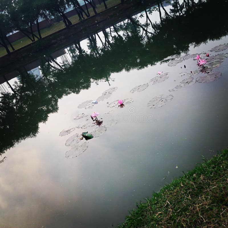 Pukur stock image. Image of water, flowers, pukur, lotus - 174398287