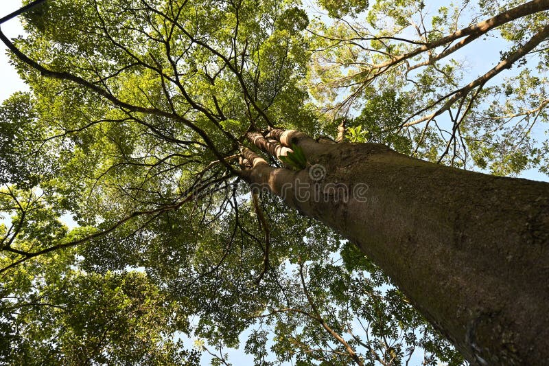 Alstonia Angustiloba (Pulai Bukit) with Tiered Branches, Pagoda Shaped ...