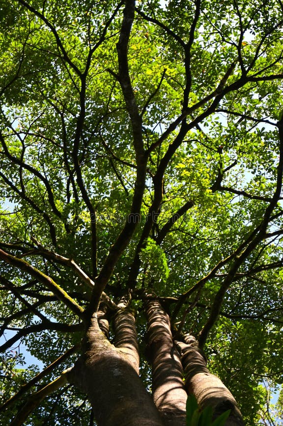 Tropical Tree Pulai Bukit S (alstonia Angustiloba or Common Pulai ...