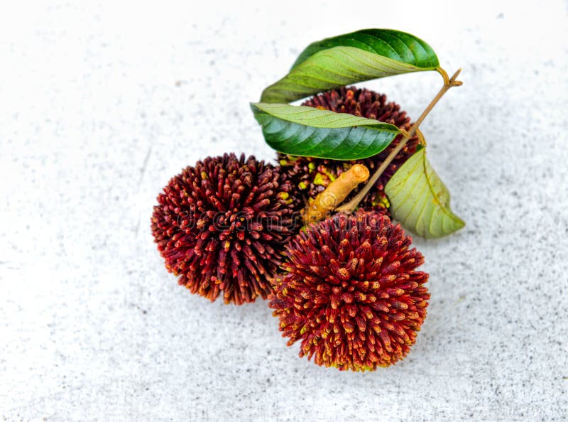 Pulasan fruits stock image. Image of spectacular, tropical - 28289321
