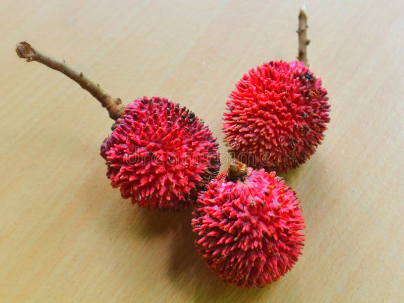 Pulasan & X28;Nephelium Mutabile Blume& X29; the Wild Tropical Fruit ...