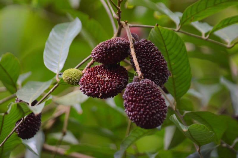 Pulasan, Nephelium Mutabile Stock Image - Image of plant, nephelium ...